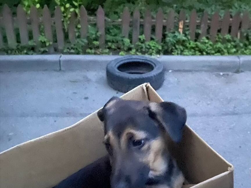 Собака в добрые руки