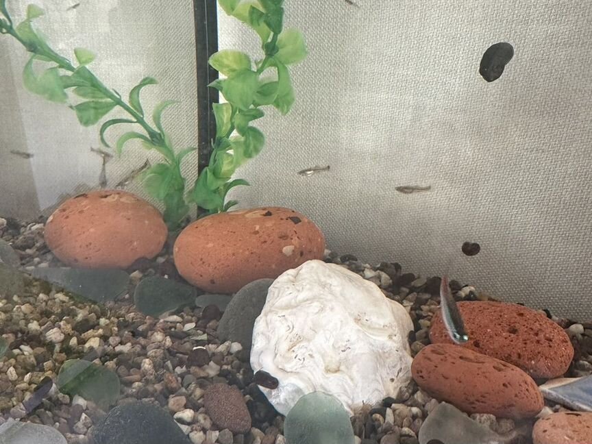 Улитки катушки и гуппи