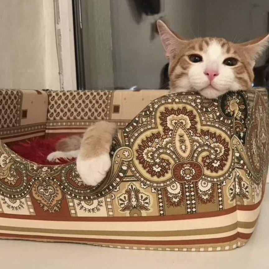 Взрослый кот в добрые руки