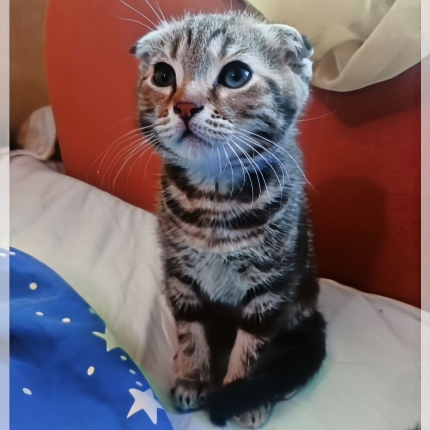 Шотландский вислоухий короткошёрстный котёнок