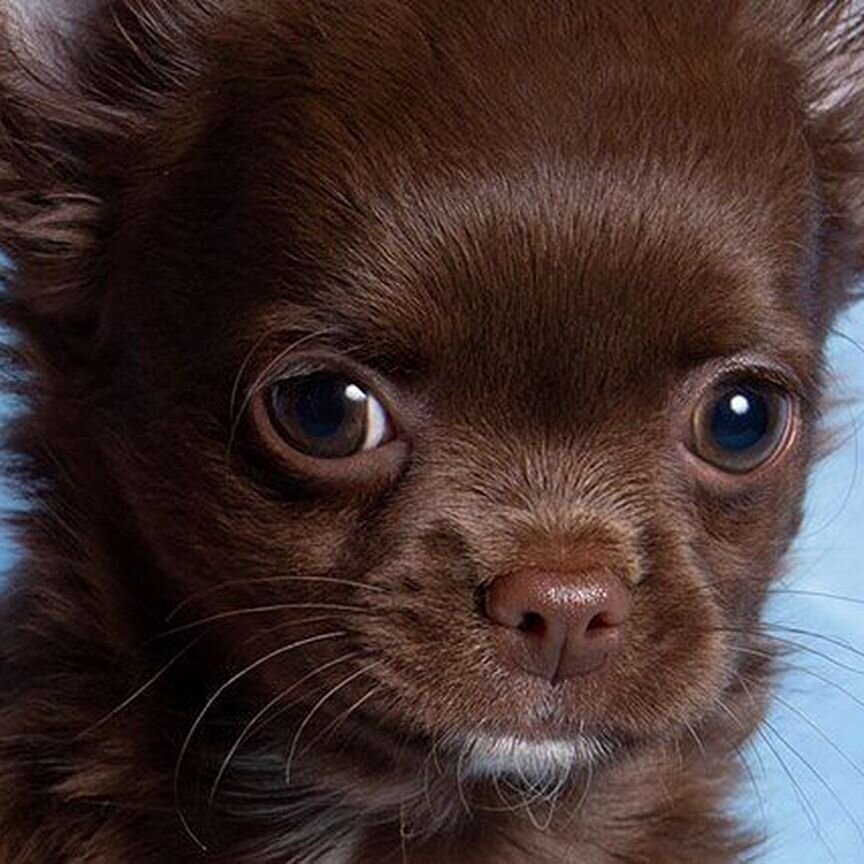 Девочки и мальчики шоколад