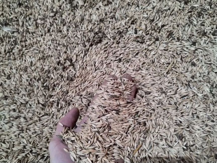 Кормовая пшеница