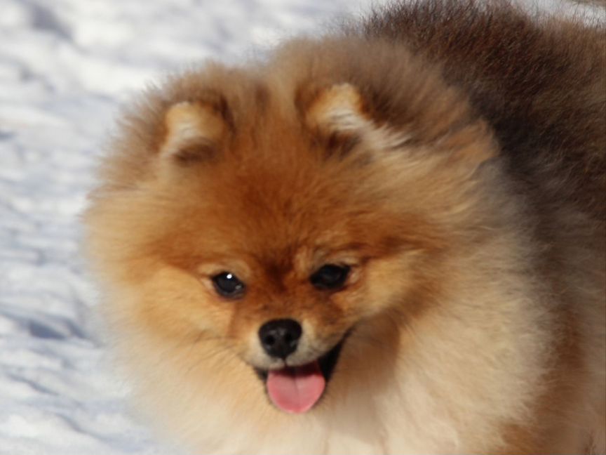 Померанский шпиц