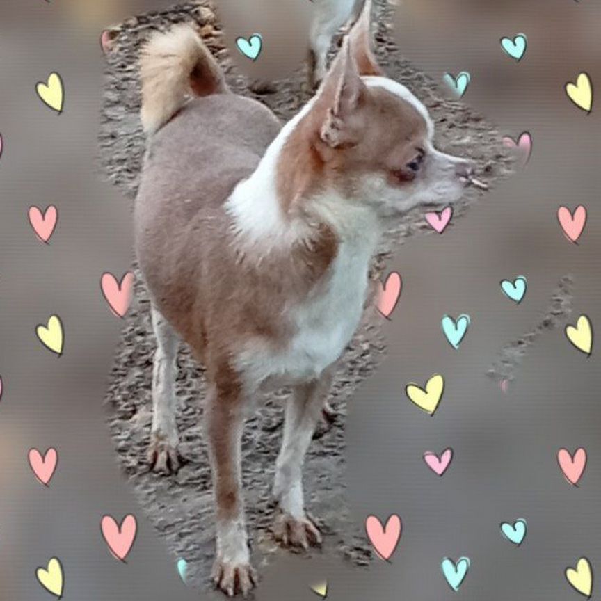 Чихуахуа, взрослая собака