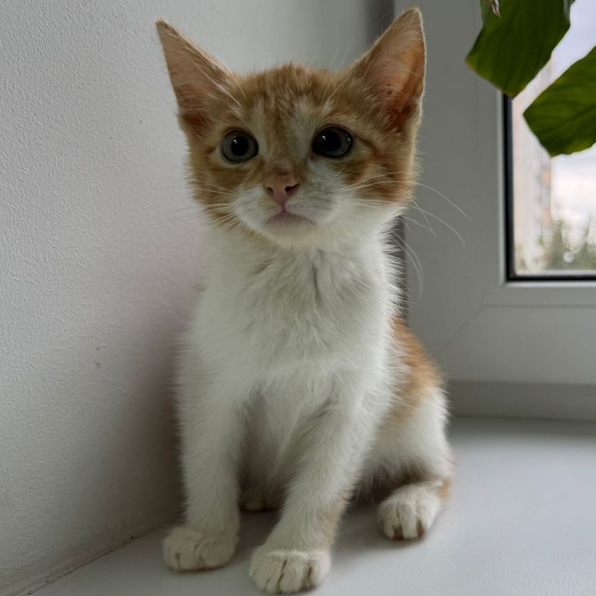 Котенок в самые добрые руки