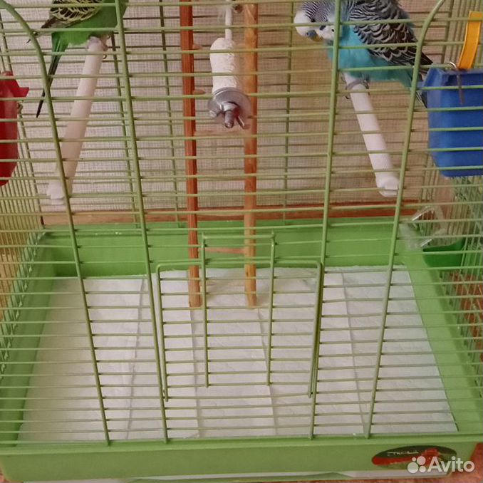 Отдам полосатых попугаев бесплатно