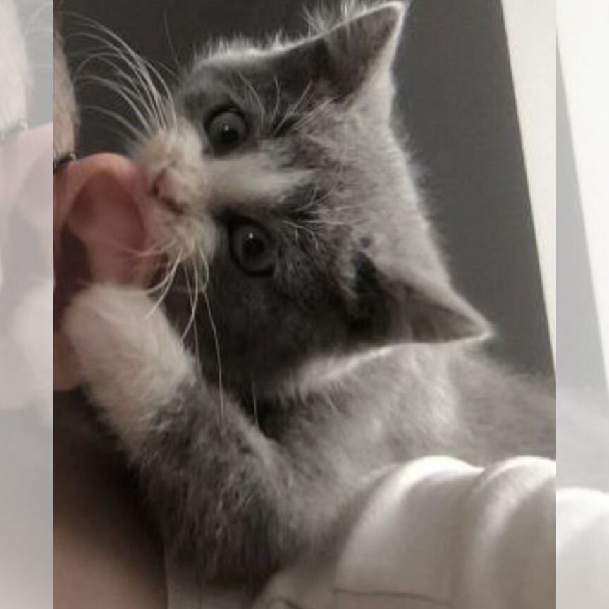 Котёнок в добрые руки