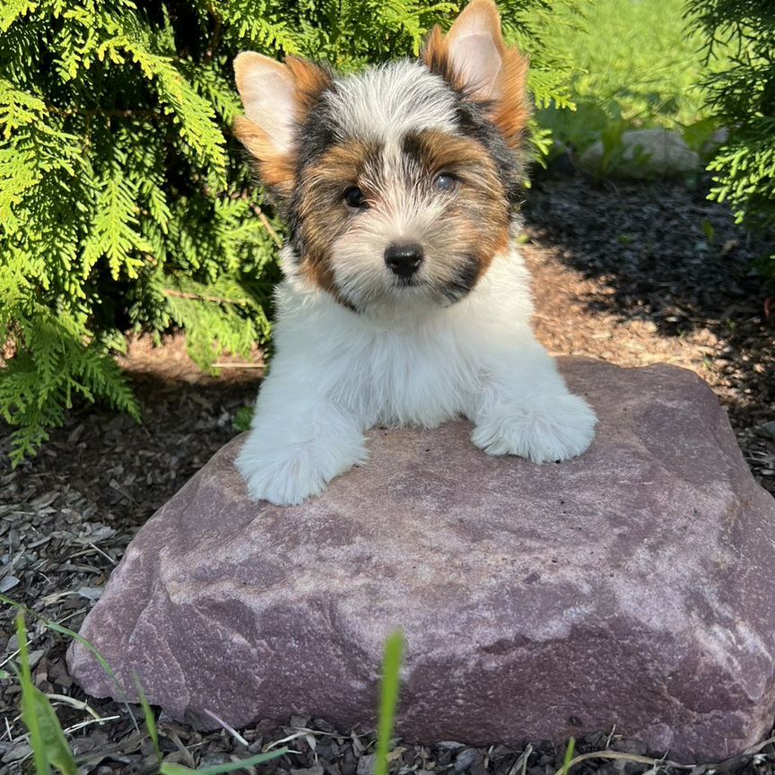 Бивер терьер мальчик