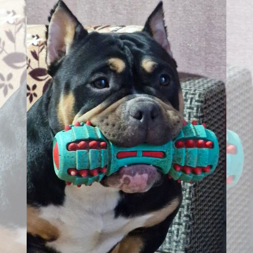 Американский булли