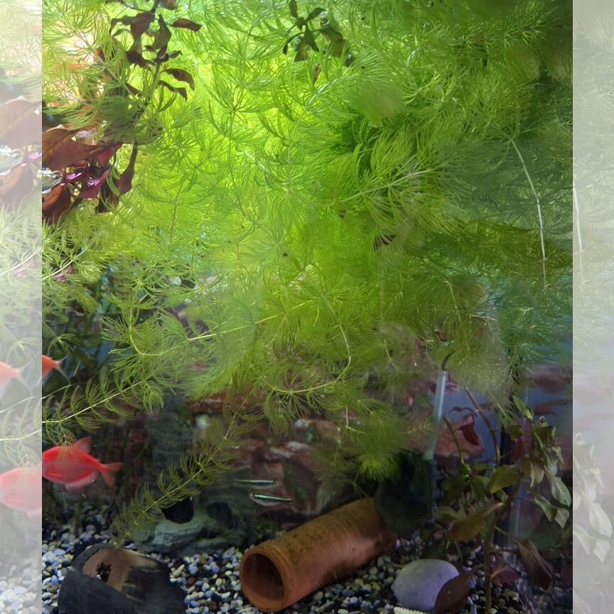 Аквариумные растения