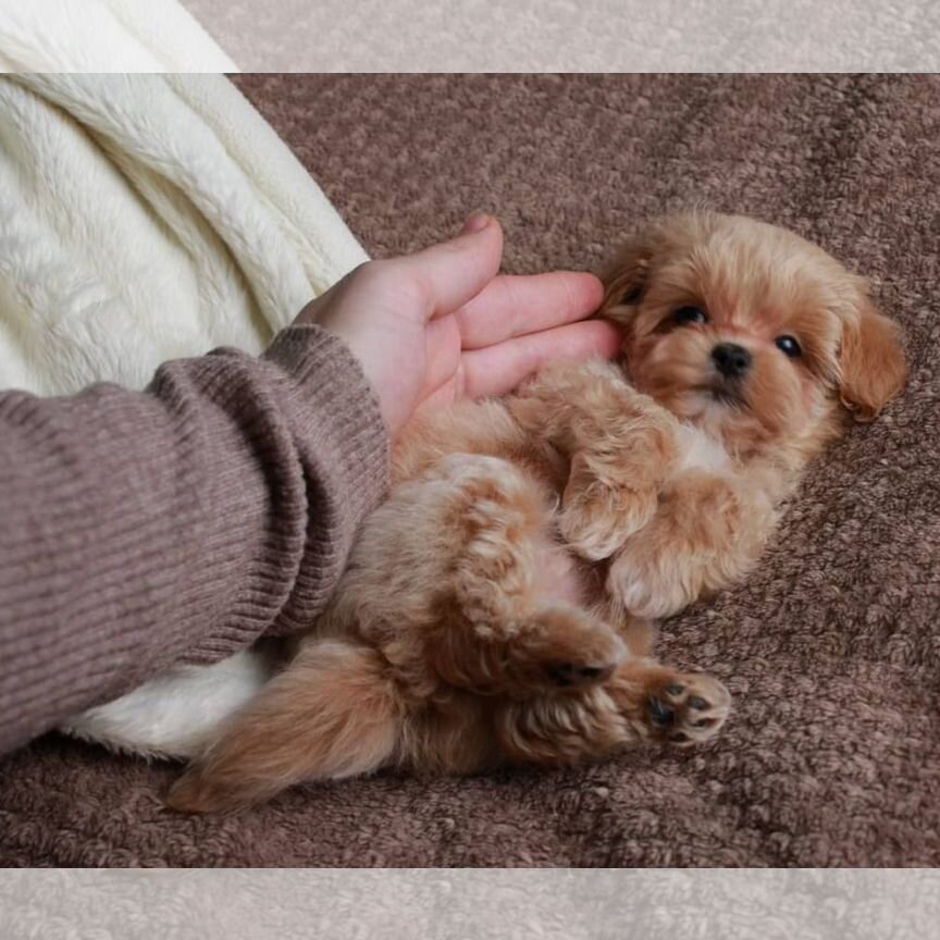 Мальтипу, щенок