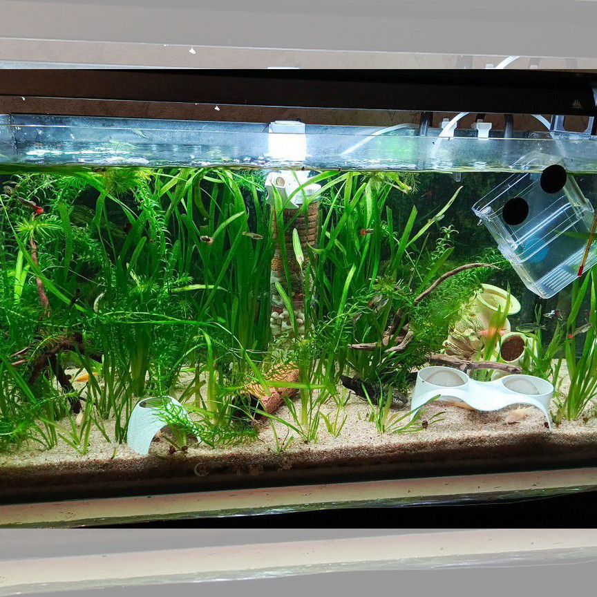 Валлиснерия