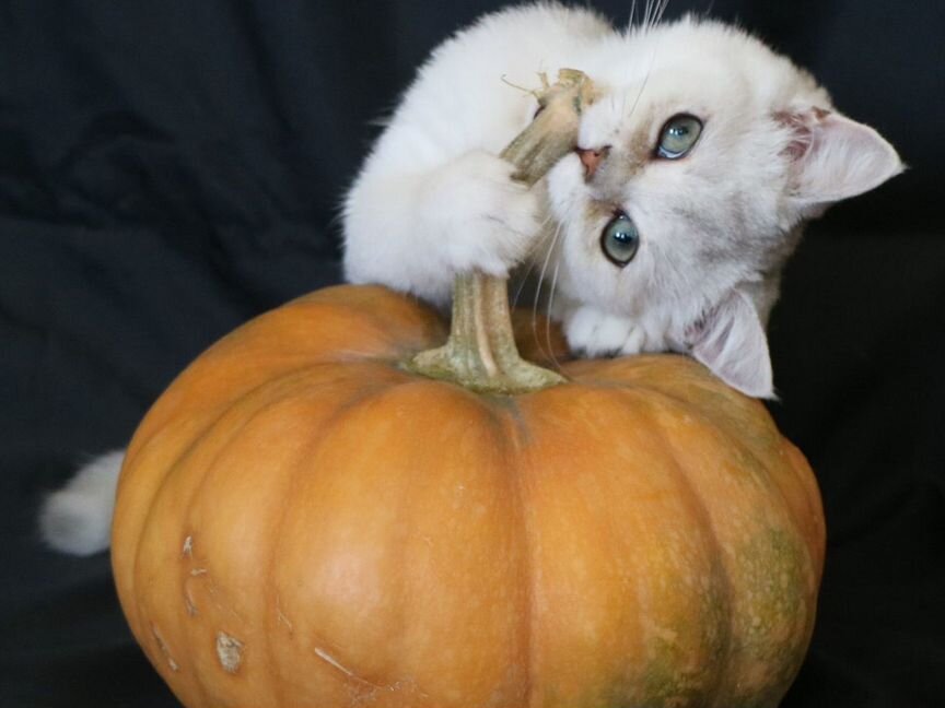 Шотландские серебристо шиншилловые котята