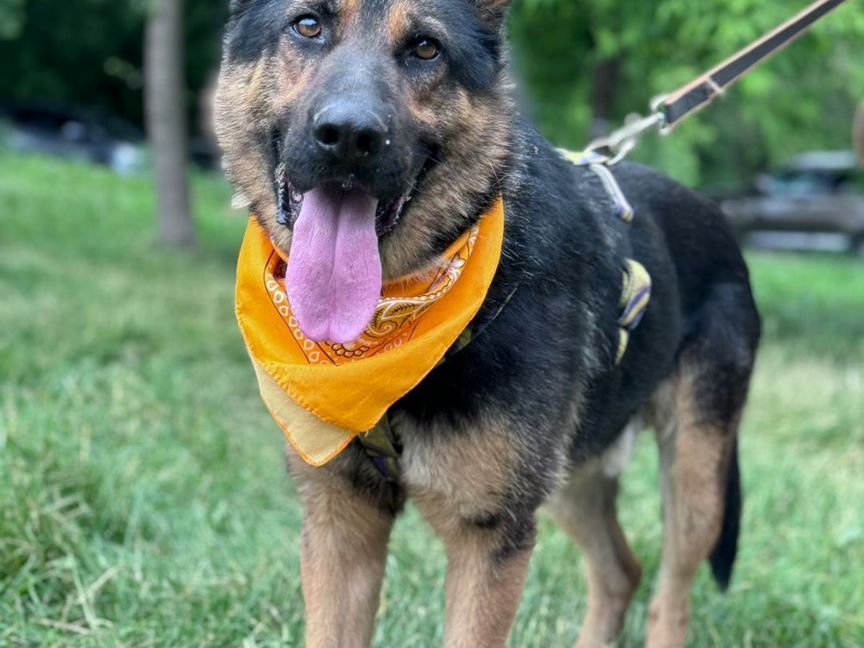 Покер ищет дом