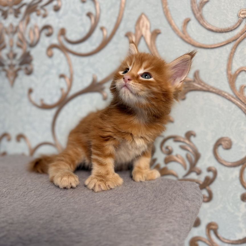 Мейн-кун котёнок