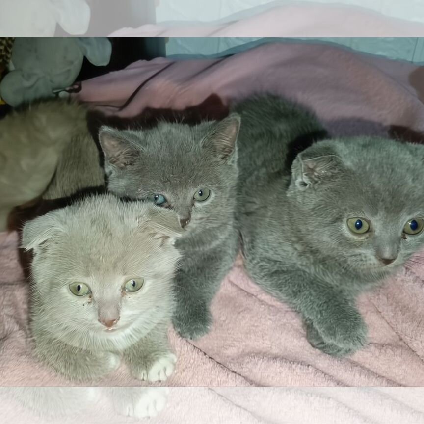 Шотландский вислоухий короткошёрстный котёнок