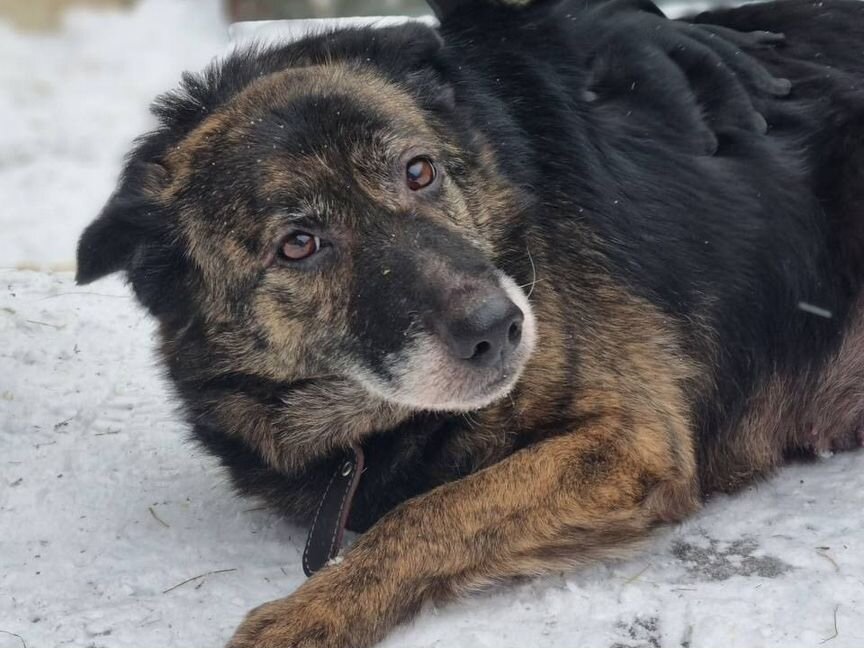 Собаке нужен дом