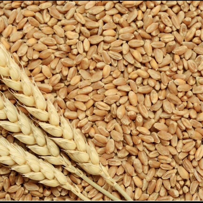 Пшеница в мешках 35 кг