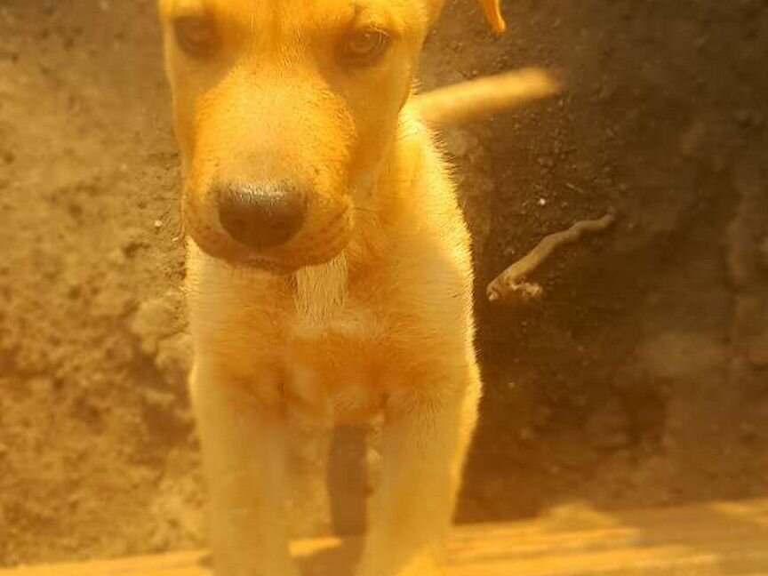 Хороший охранник