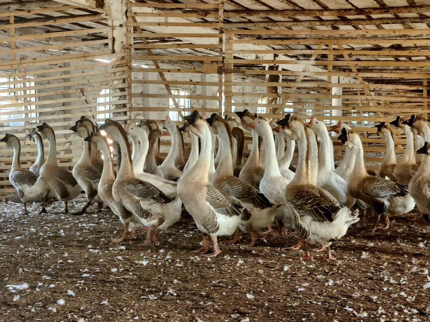 Взрослые гусаки различных пород (на мясо) 1-2 года