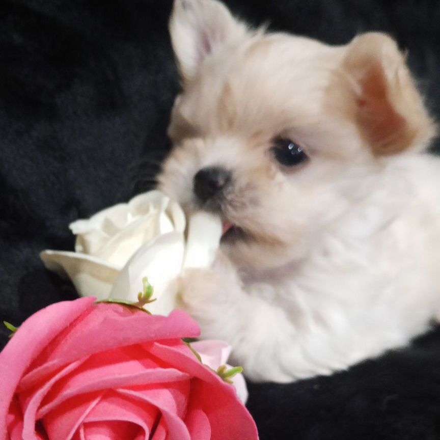 Мальтипу, щенок