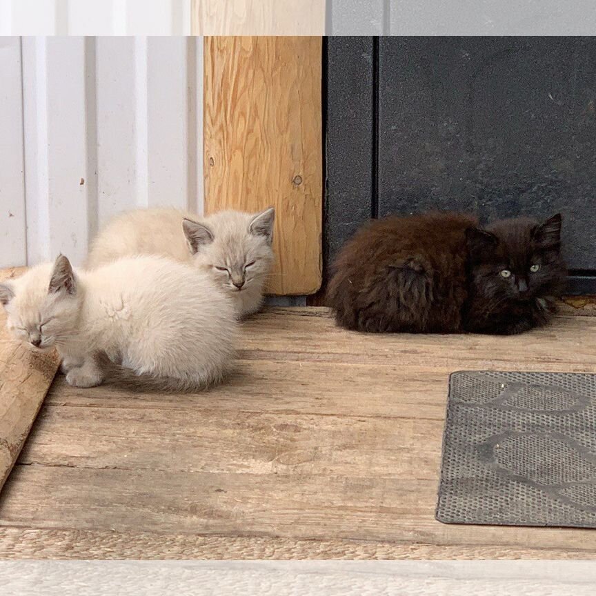 Красивые котята
