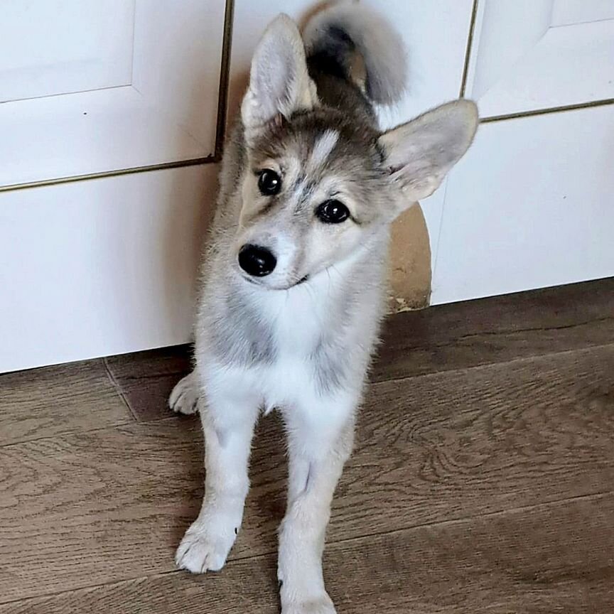 Щенок девочка 3,5 месяца