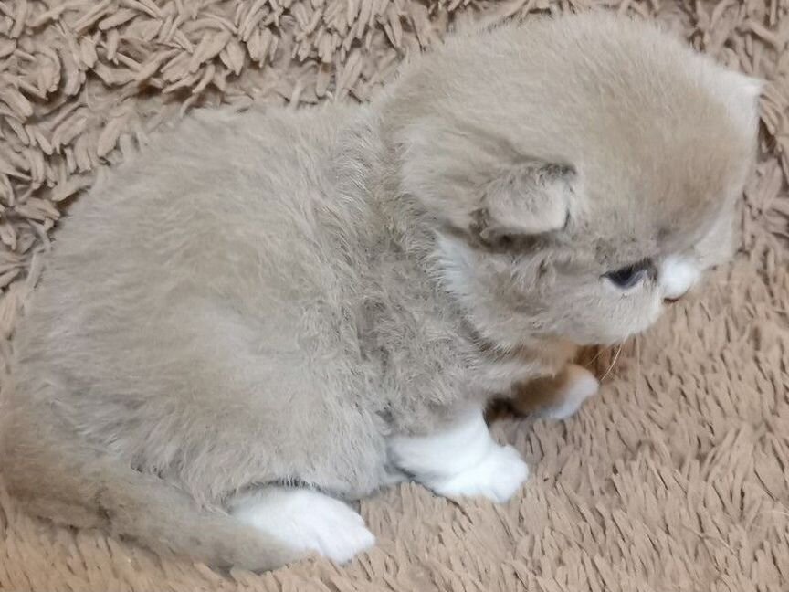 Британский котенок биклор