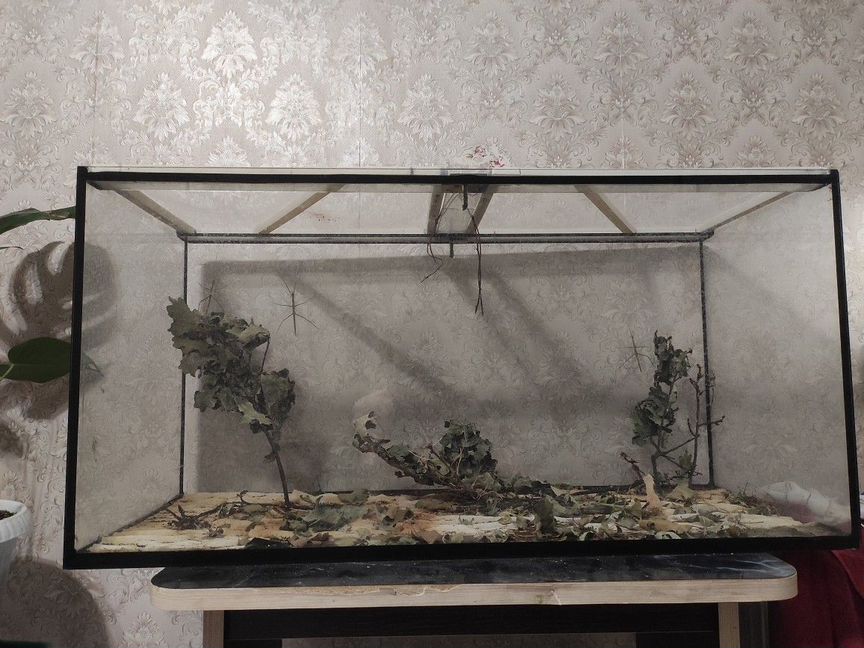 Террариум с палочниками, 200л