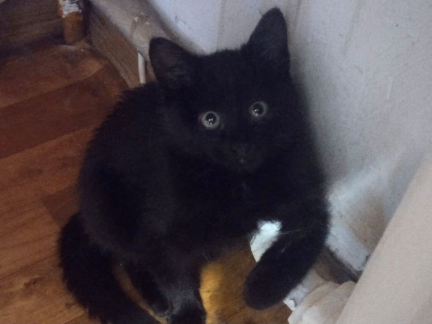 Кошка