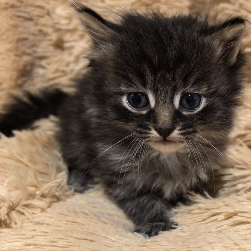 Сибирский котёнок