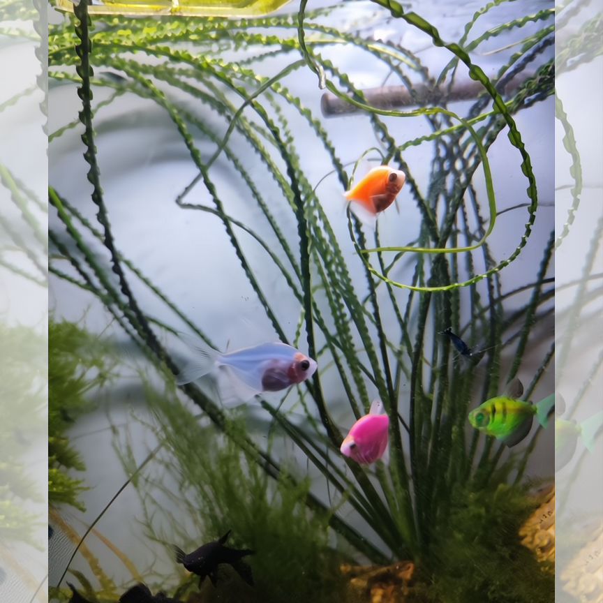 Аквариумные рыбки. Бронь