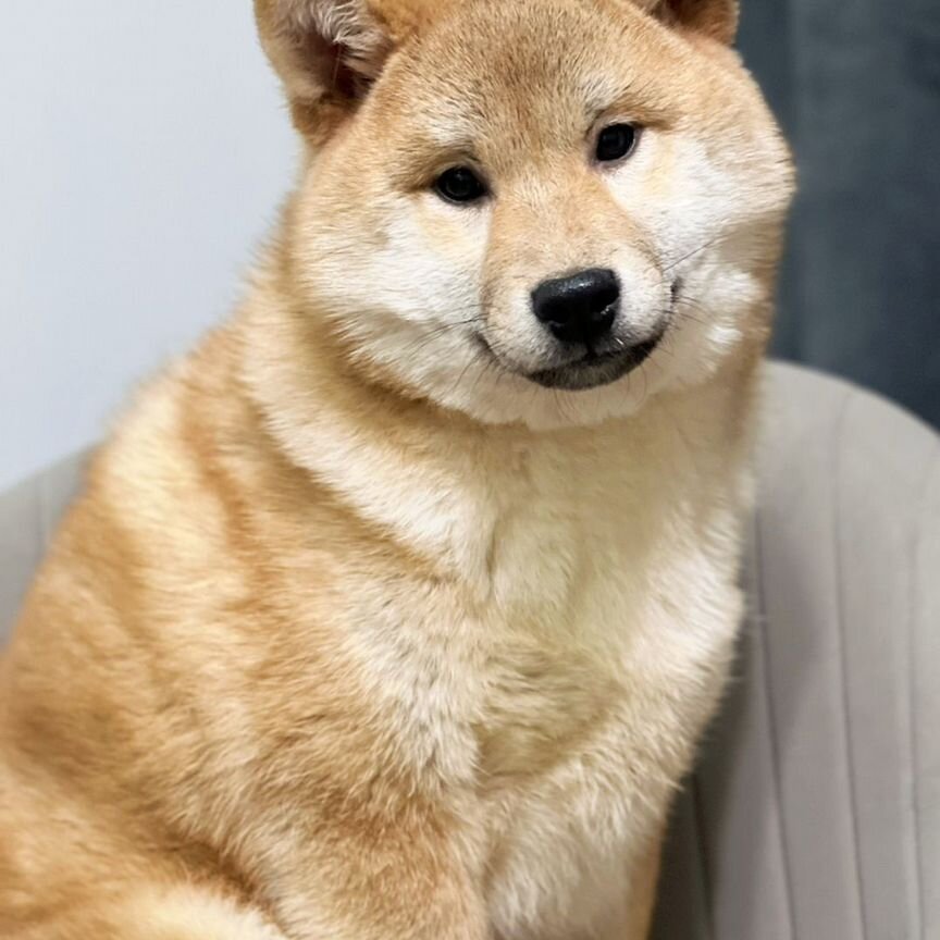 Шикарный мальчик сиба 4,5 мес