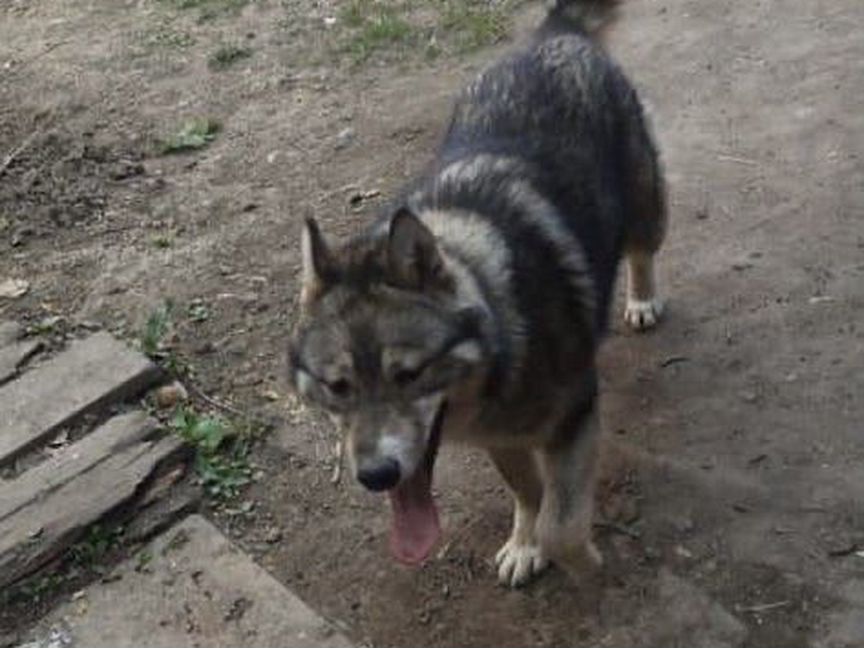 Собаке нужна помощь