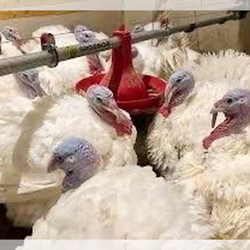 Индюки биг 6