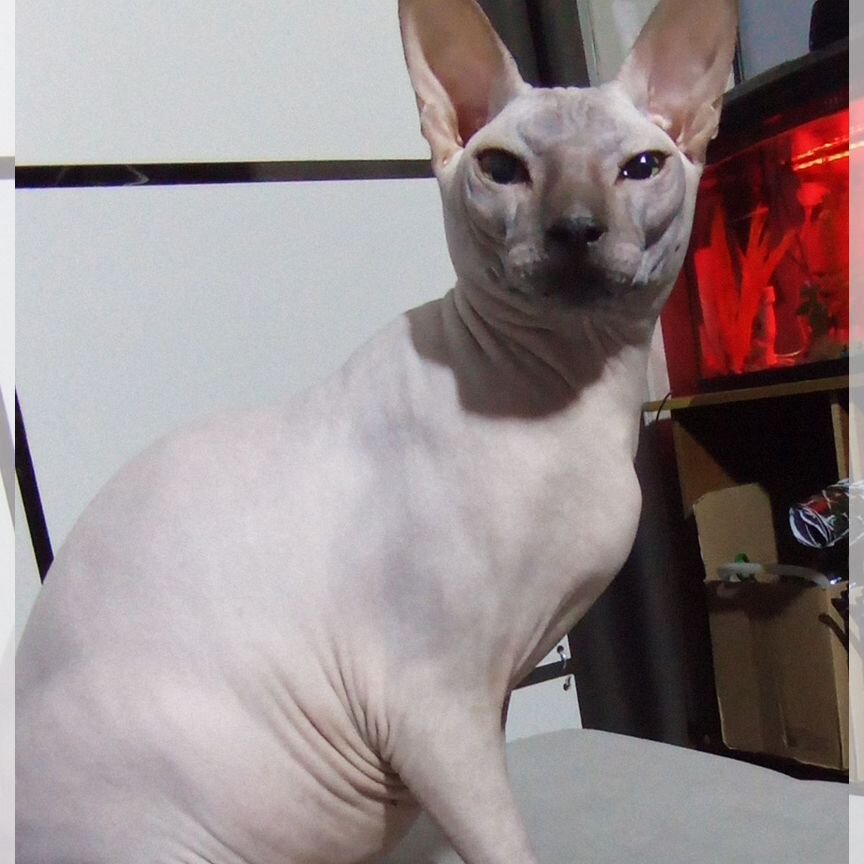 Случка кота сфинкса