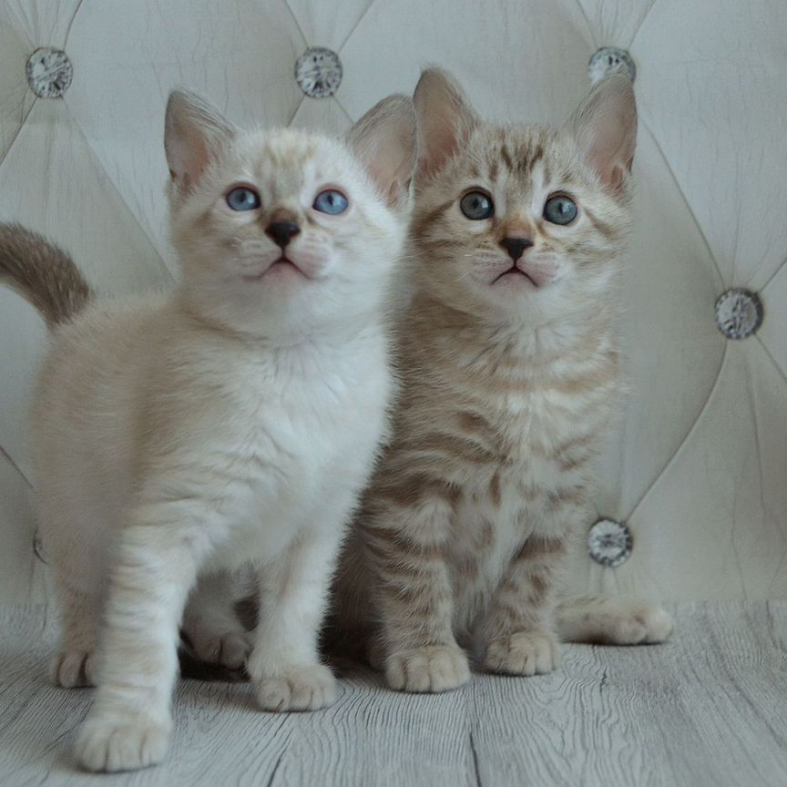 Бенгальские котята