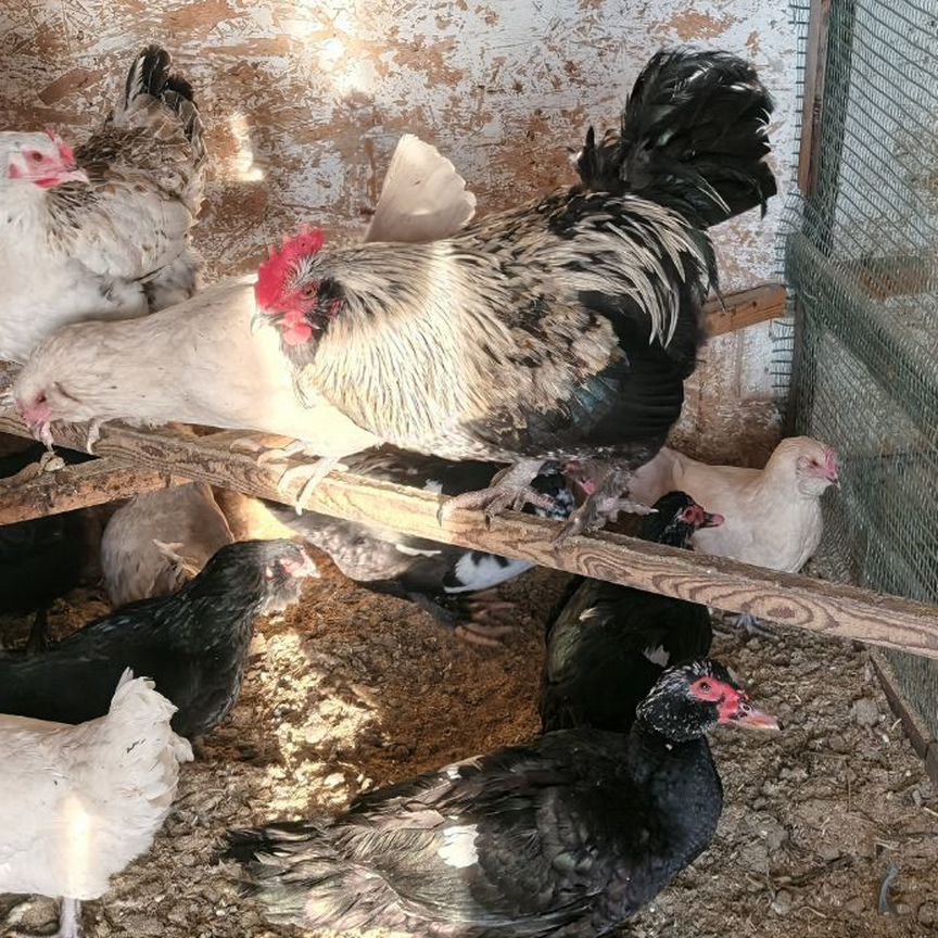 Продам петуха на 50% породы фавероль