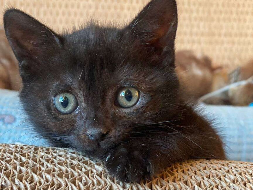 Котенок в дар 1 мес девочка привезу бесплатно