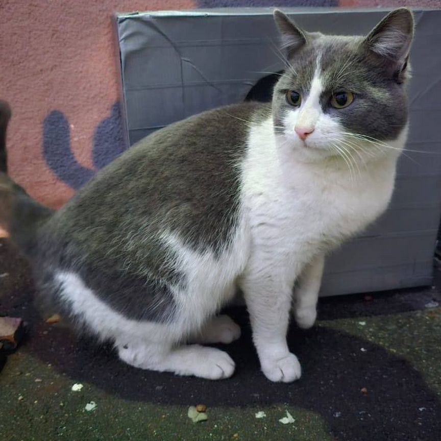 Одинокий бедный котик. В дар