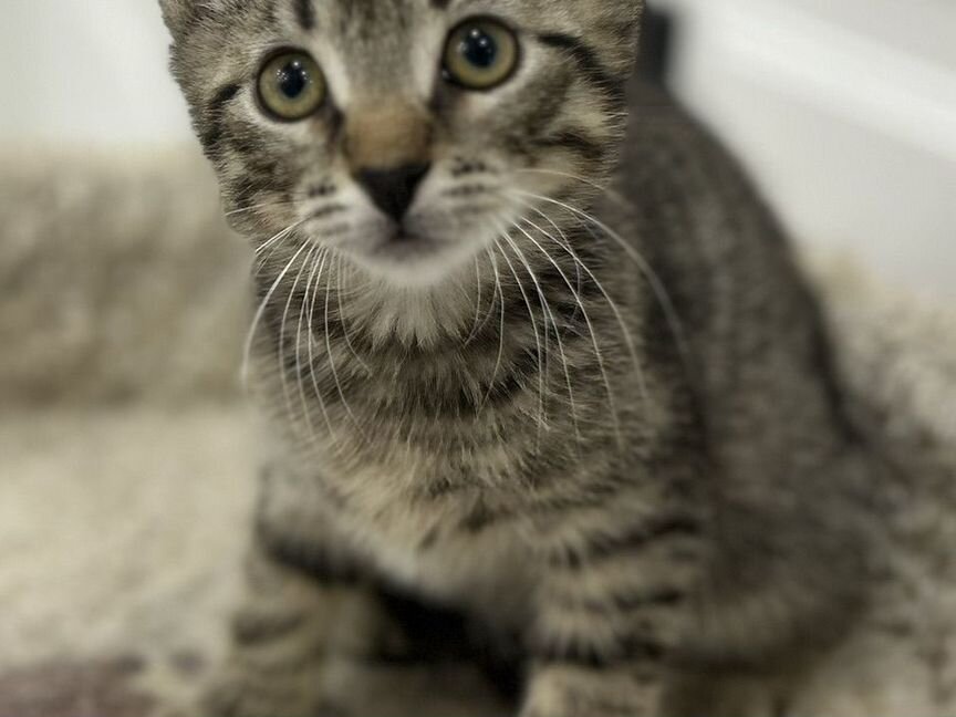 Котёнку мальчику Яше нужен хозяин