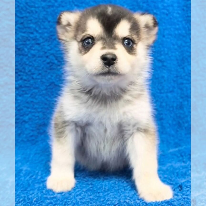 Американский булли, щенок