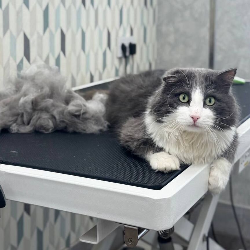 Кот