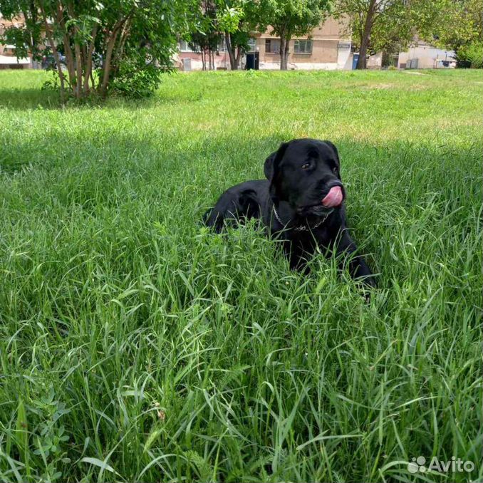 Кабель для случки