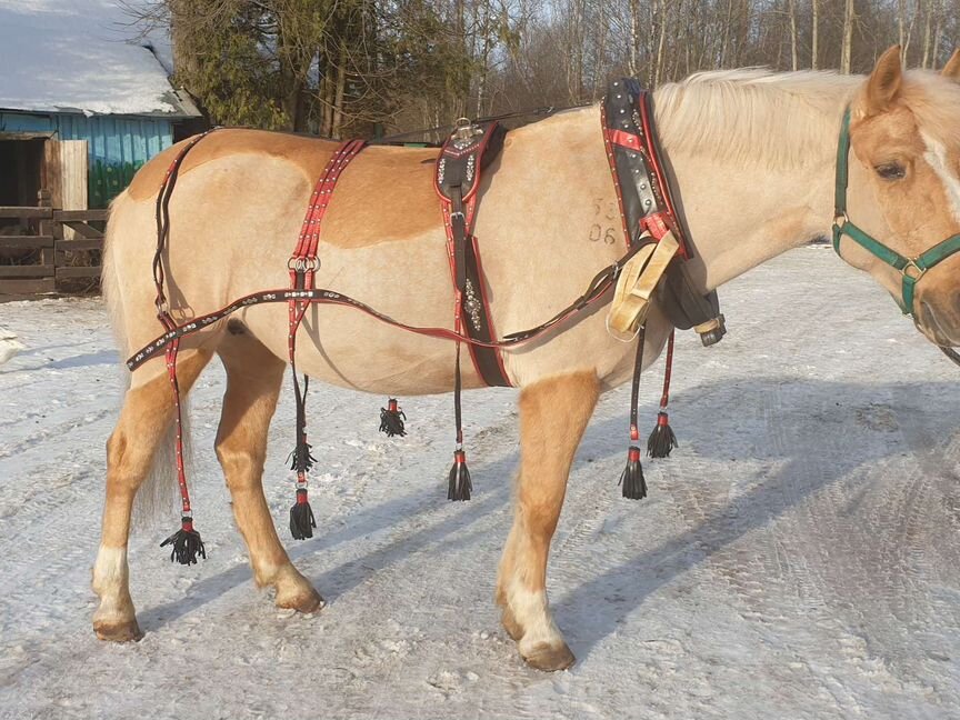 Упряж на лошадь