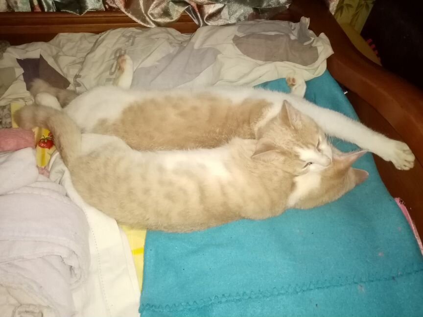 Коты двойняшки