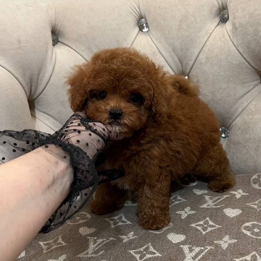 Мальчик Тикап Тедди Пудель. Родители из Китая