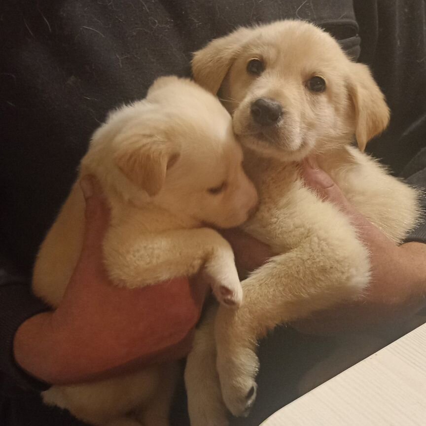 Беляши мальчик и девочка