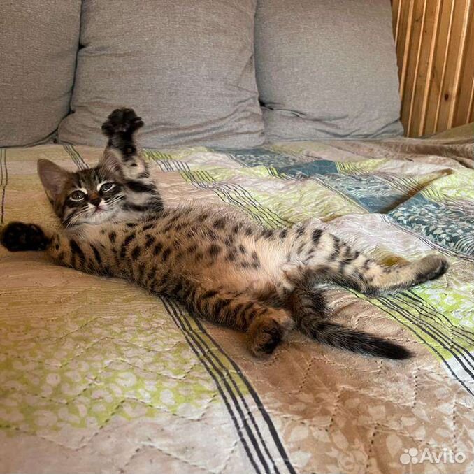 Маленькое чудо ищет дом