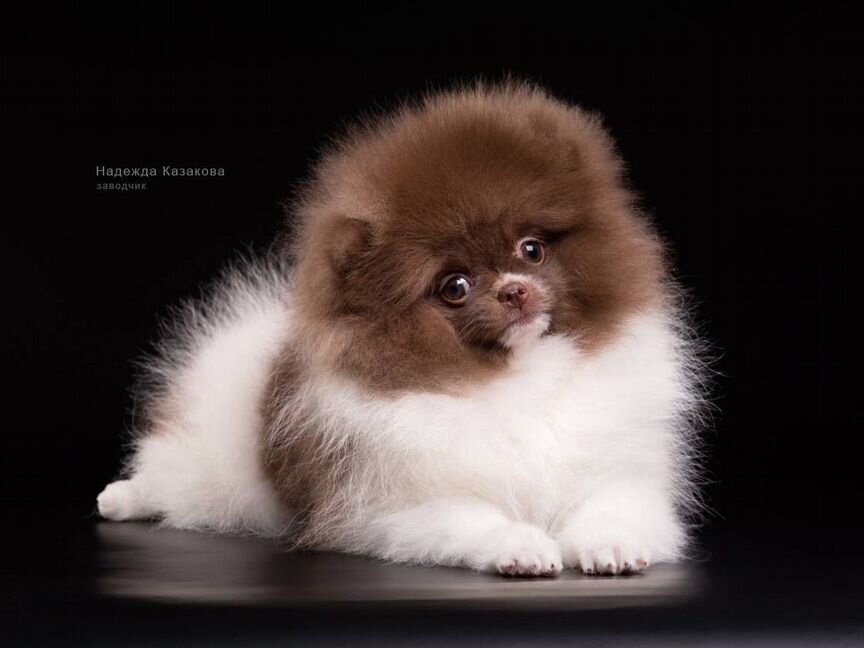 Померанский шпиц мини